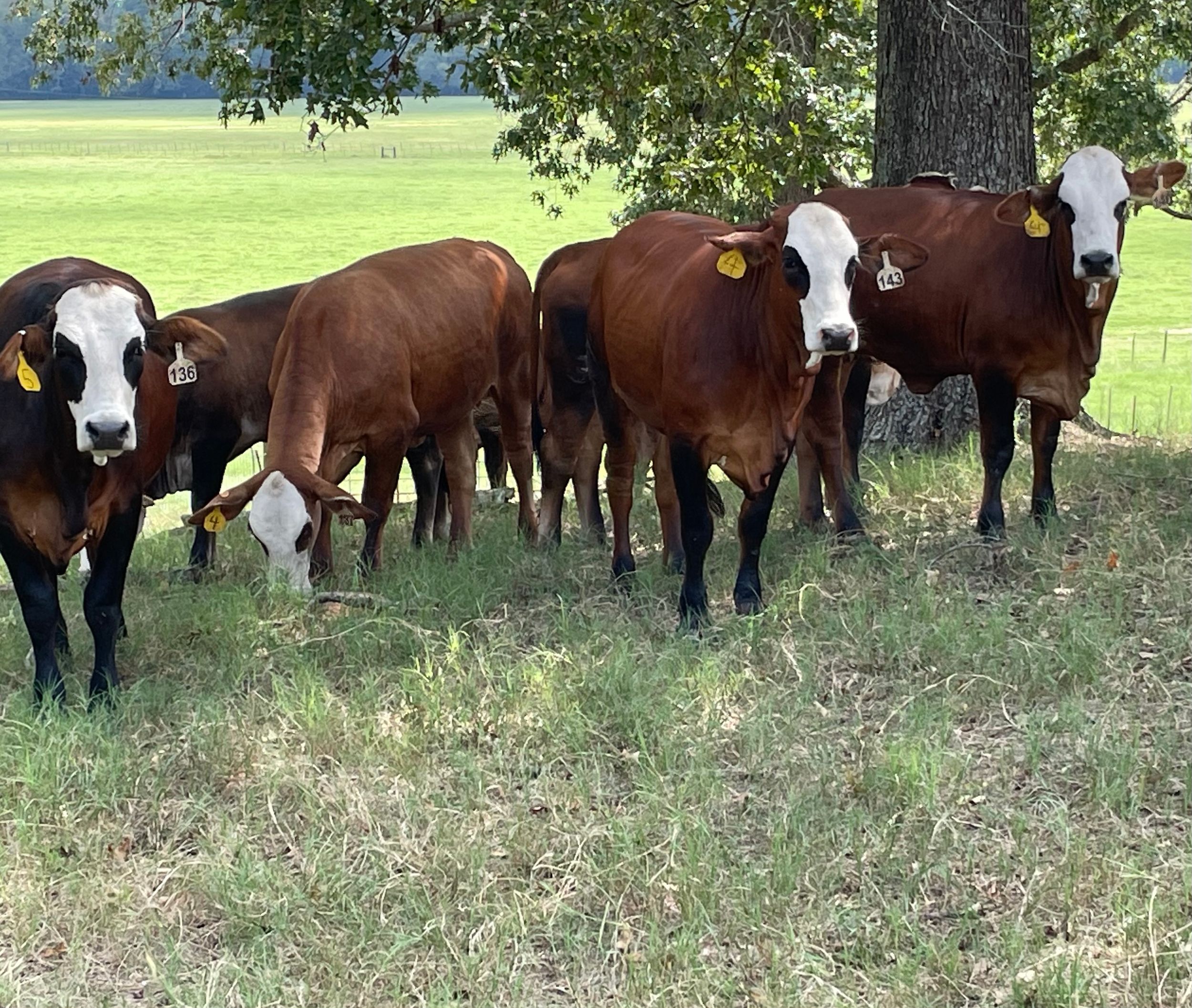 Bred Heifers Braford/Tigerstripe | Polk Land & Cattle Co.
