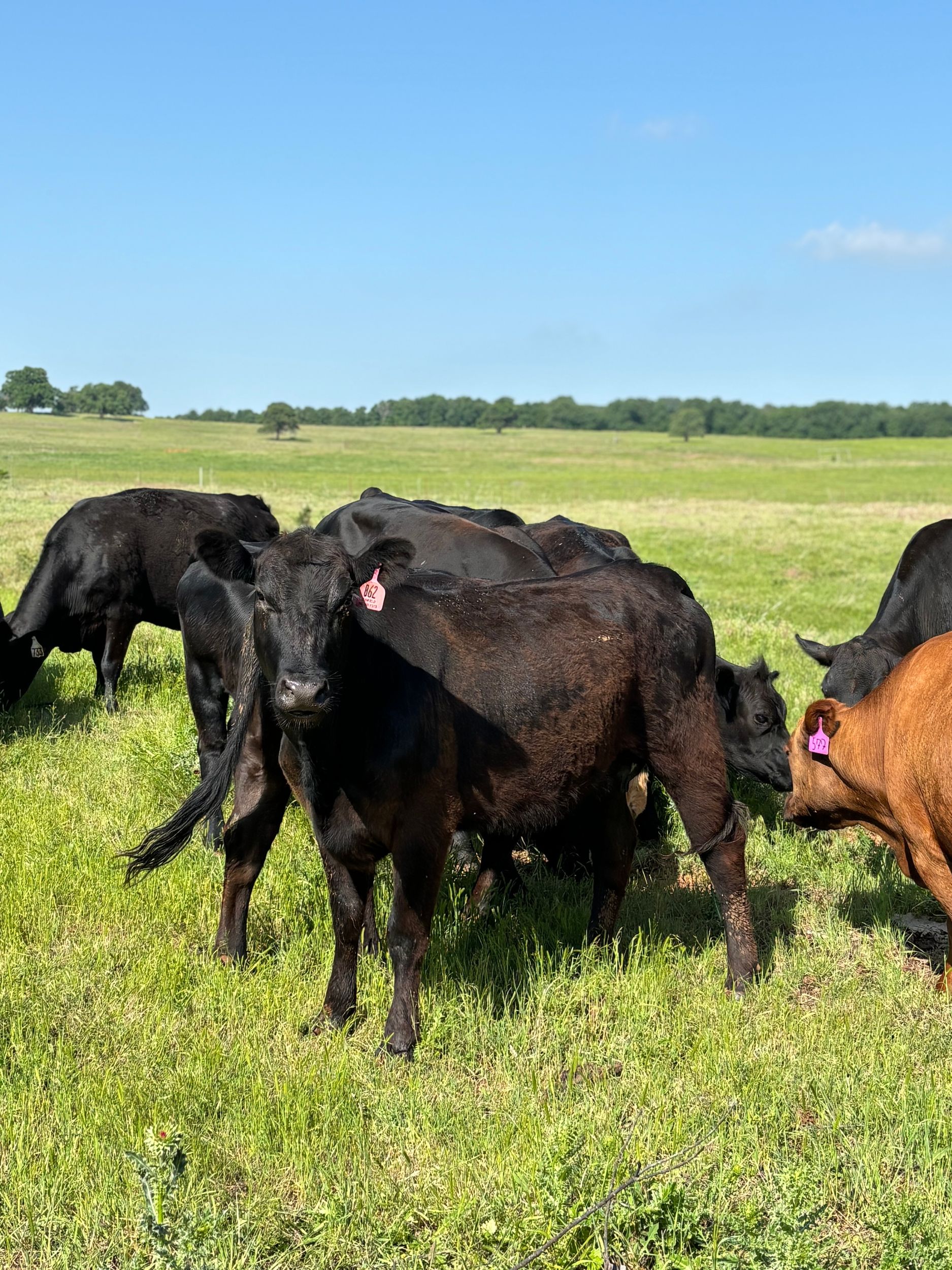 Cows Angus | Chitwood cattle company